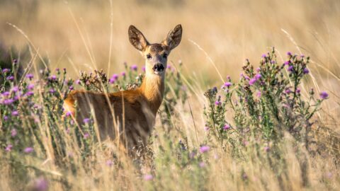 Deer Physiological Systems - Nature and Wildlife Solutions