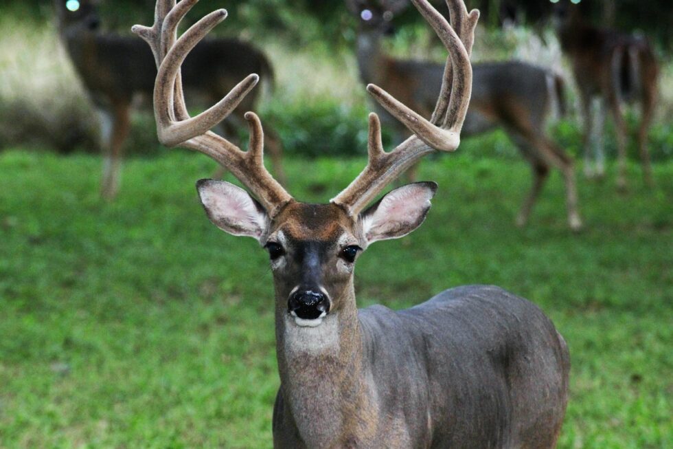 Deer Physiological Systems - Nature and Wildlife Solutions