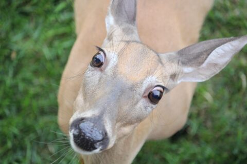 Deer Physiological Systems - Nature and Wildlife Solutions