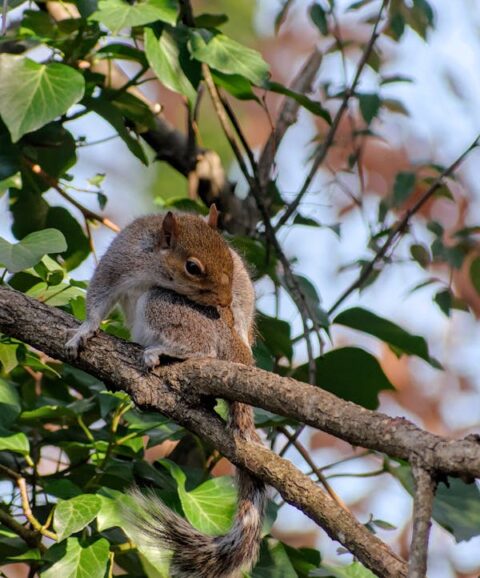 Grey Squirrel - Nature and Wildlife Solutions