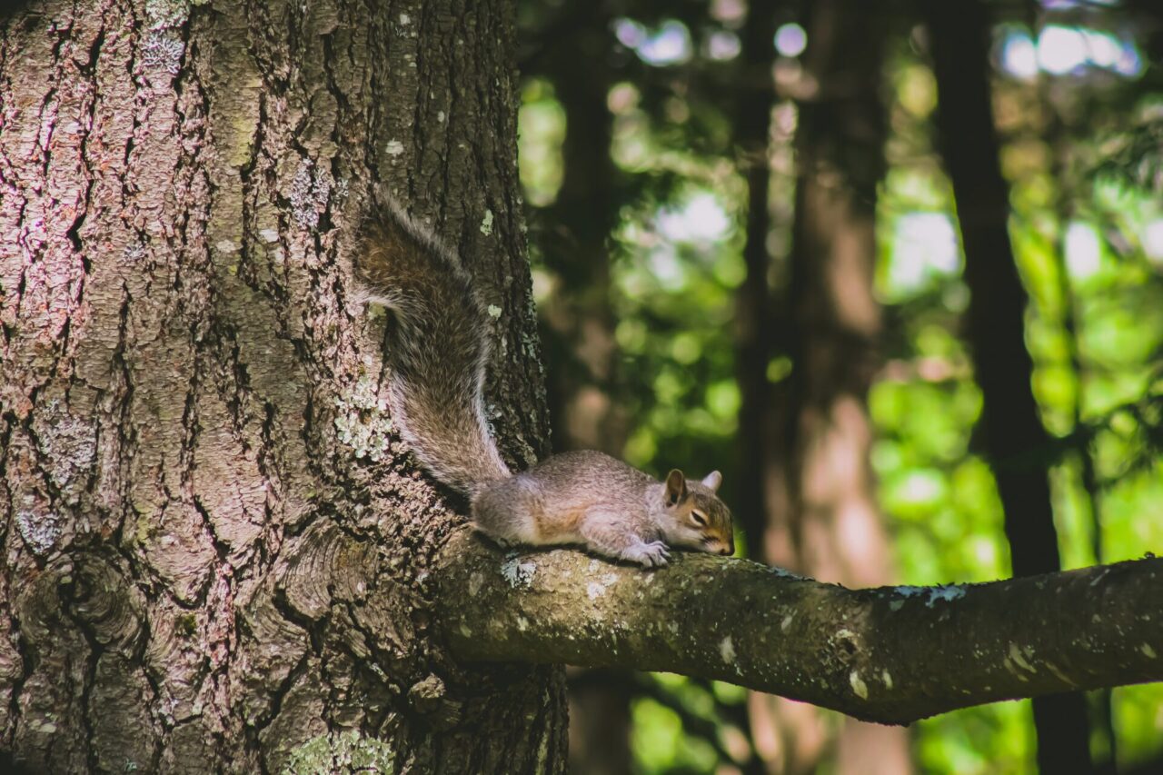 Grey Squirrel - Nature and Wildlife Solutions