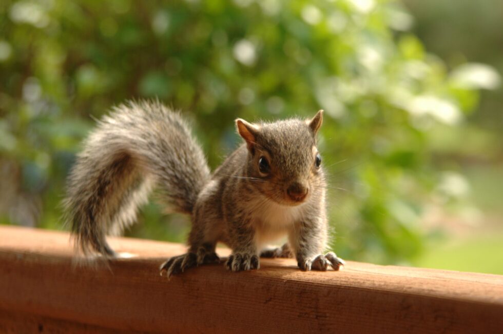 Grey Squirrel - Nature and Wildlife Solutions