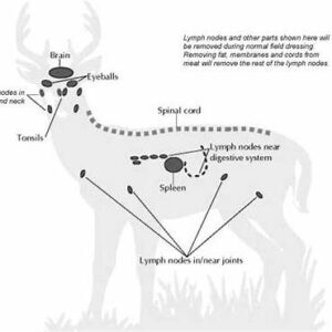 Deer Physiological Systems - Nature and Wildlife Solutions