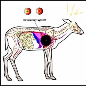 Deer Physiological Systems - Nature and Wildlife Solutions