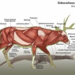 Deer Physiological Systems - Nature and Wildlife Solutions