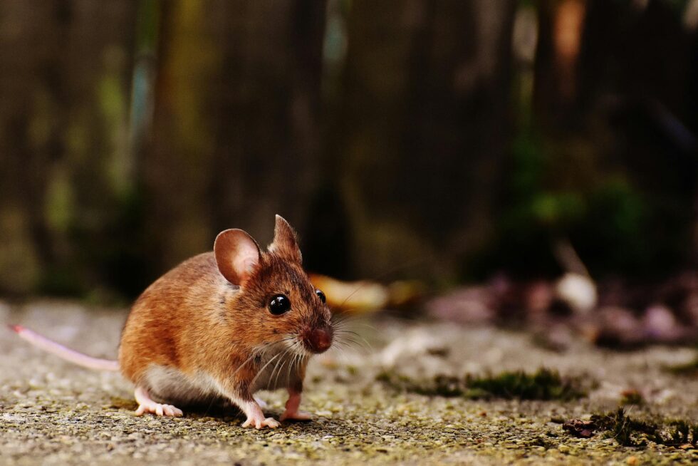 Voles vs. Mice: How to Tell the Difference - Nature and Wildlife Solutions