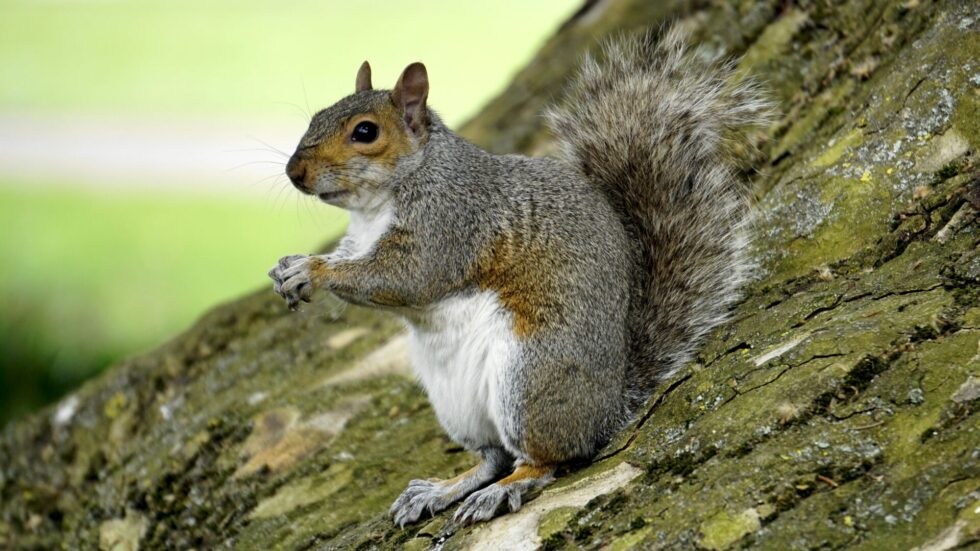 Grey Squirrel - Nature and Wildlife Solutions