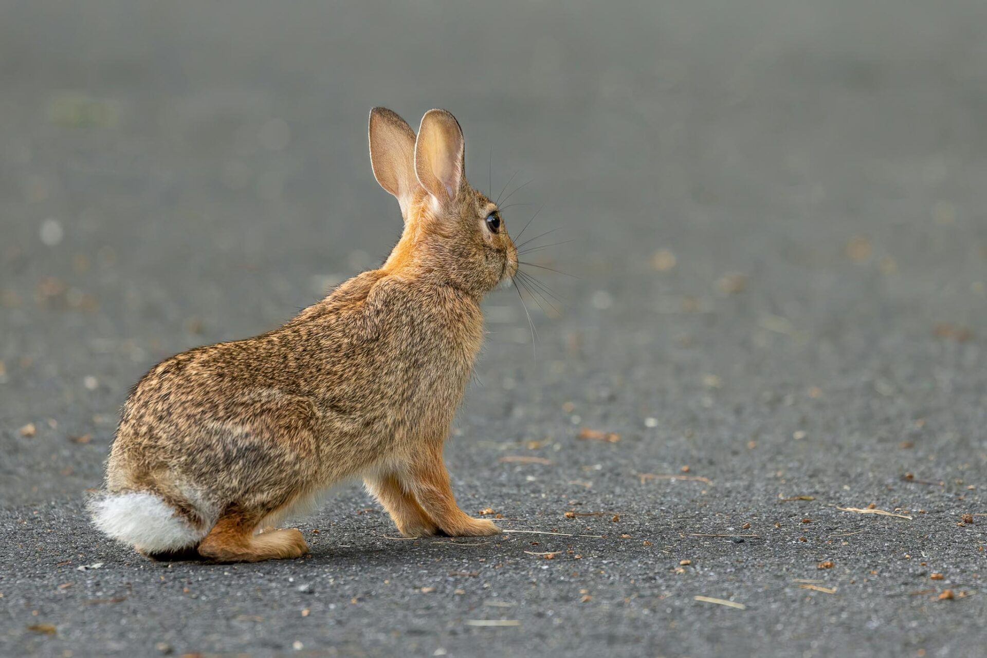 Rabbit, Groundhog, or Deer Damage? How to Identify Which Animal Is ...